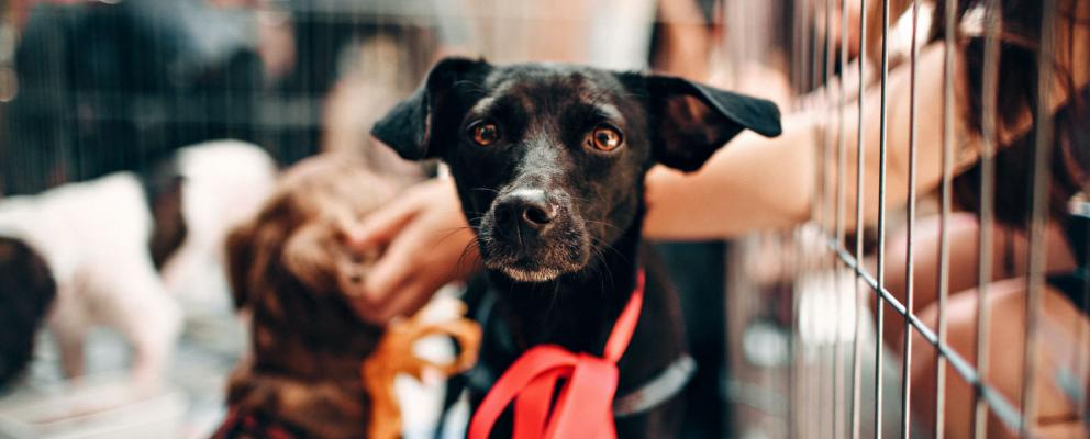 Projects | Everglades Animals Coalition